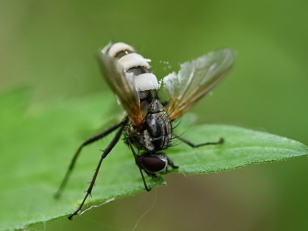 Entomophthora muscae from Schoolcraft St, Holt, MI, US on May 30, 2024 ...