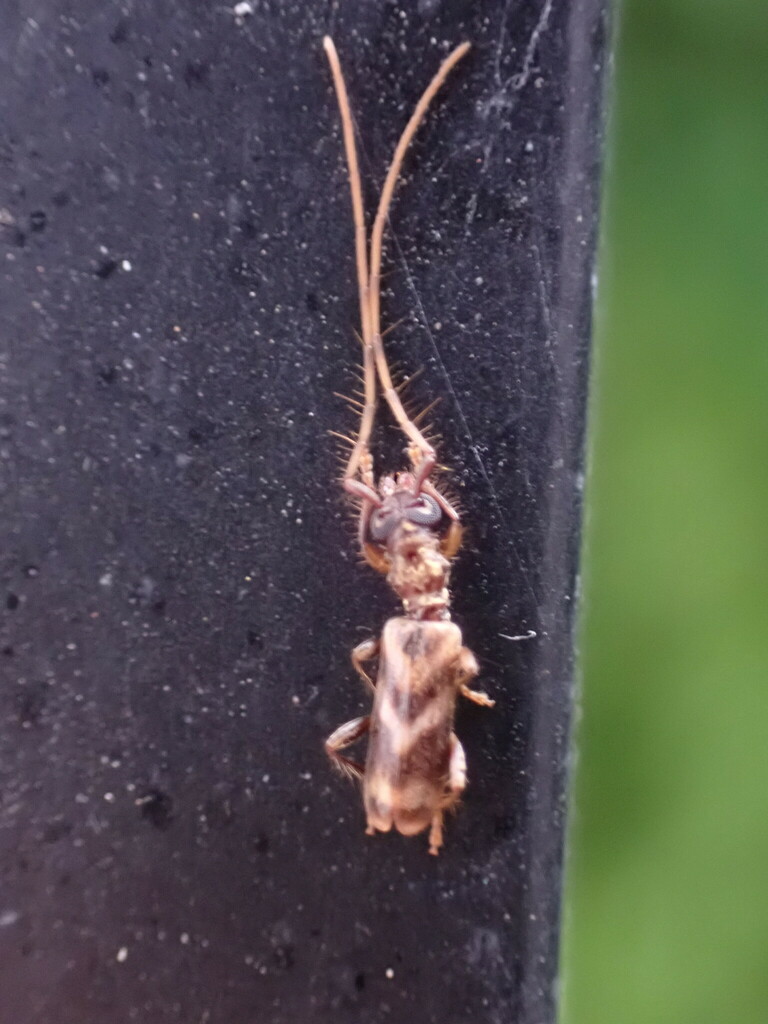 Stenhomalus taiwanus from Funakoshicho, Yokosuka, Kanagawa 237-0076 ...