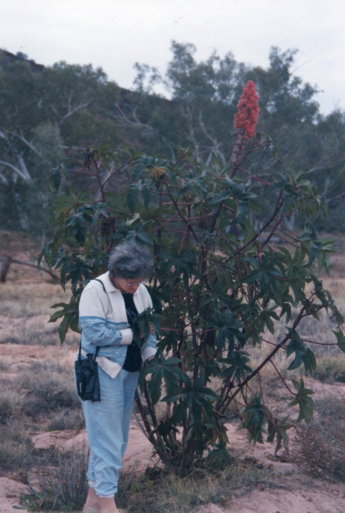 flowering plants from Namatjira NT 0872, Australia on July 1, 1998 by ...
