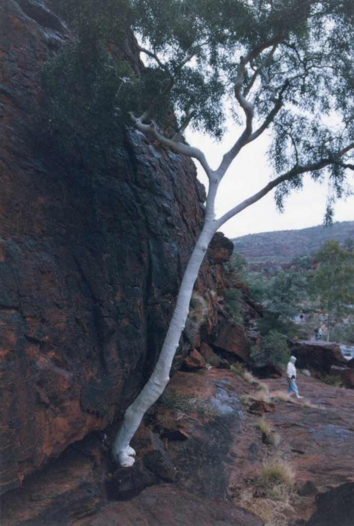 Ghost Gum from Namatjira NT 0872, Australia on July 2, 1998 by Roy T ...