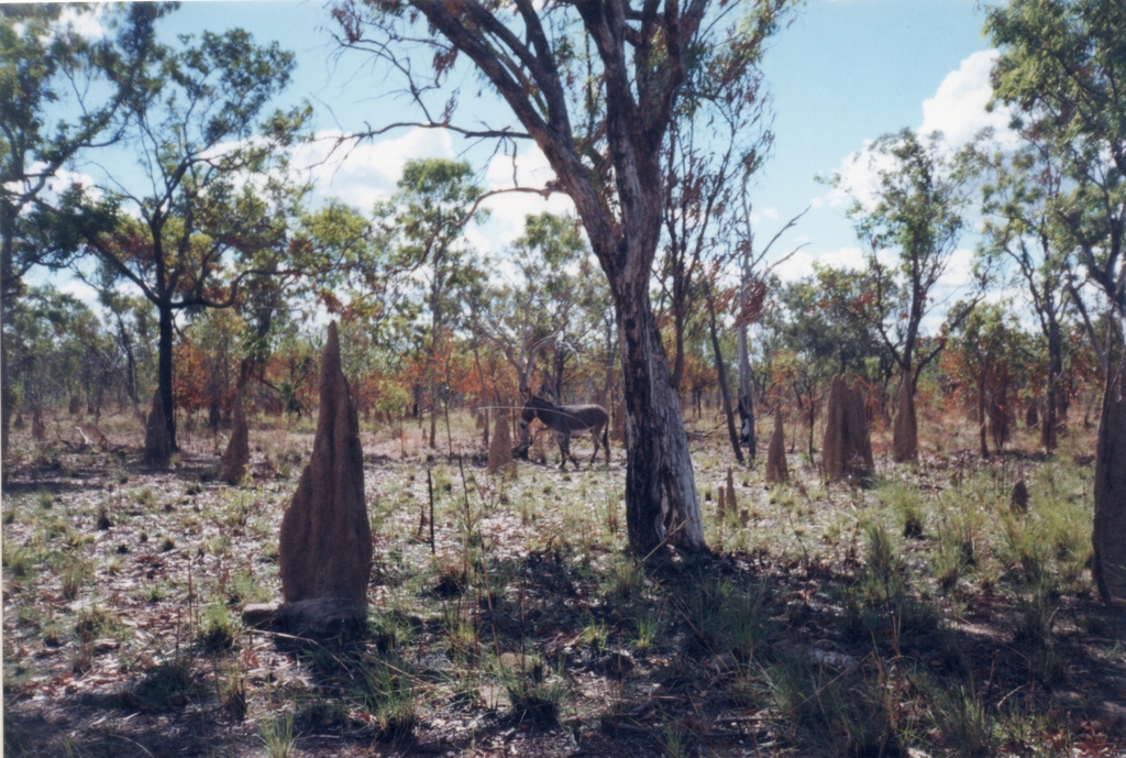 Donkey from Flying Fox NT 0852, Australia on July 6, 1998 by Roy T ...