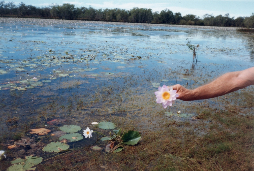 waterlilies from Limmen NT 0852, Australia on July 7, 1998 by Roy T ...