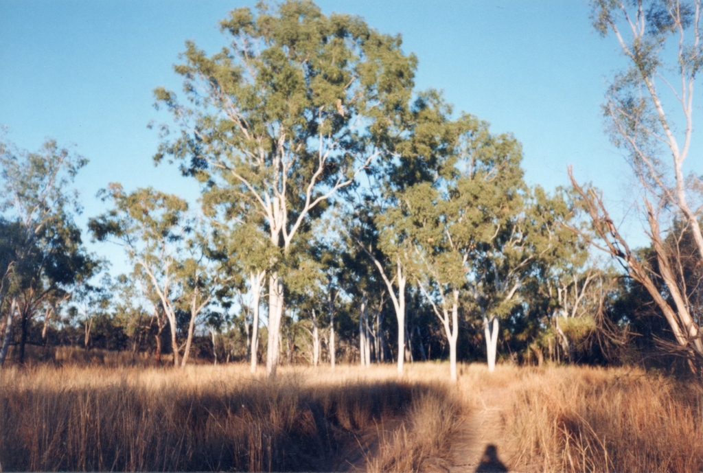 gum trees from McArthur NT 0852, Australia on July 9, 1998 by Roy T ...