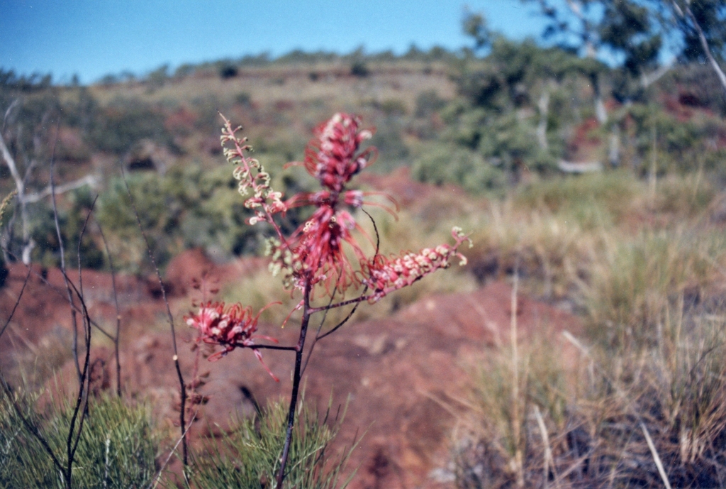 dryander's grevillea from Lawn Hill QLD 4825, Australia on July 12 ...