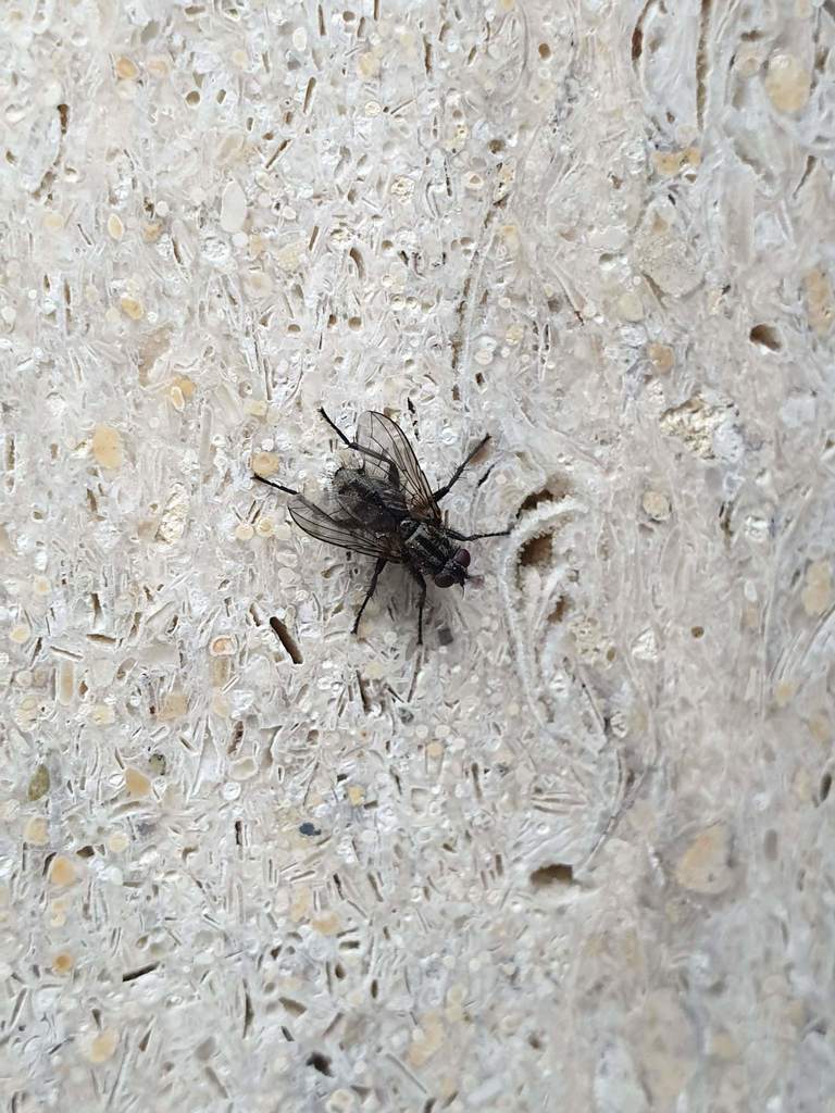 Phyto from Grad Sofiya, Stolichna, Bulgaria on May 14, 2019 at 06:54 PM ...