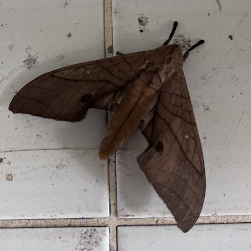 Marumba cristata from Longsane, Xaisomboun, LA on June 1, 2024 at 11:01 ...