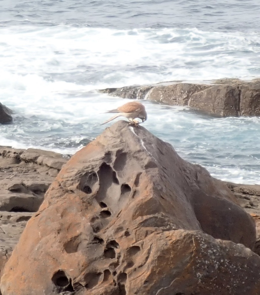 Nankeen Kestrel from South Pacific Ocean, Mirador, NSW, AU on June 1 ...