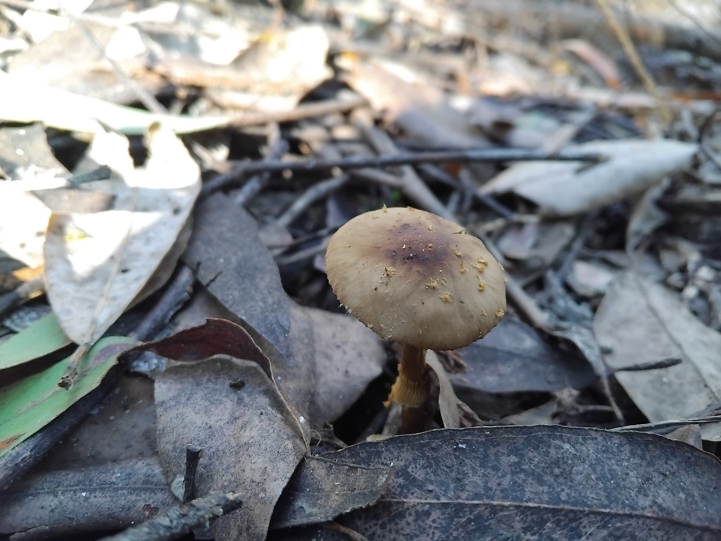 Descolea recedens from Sydney NSW, Australia on May 29, 2024 at 10:23 ...