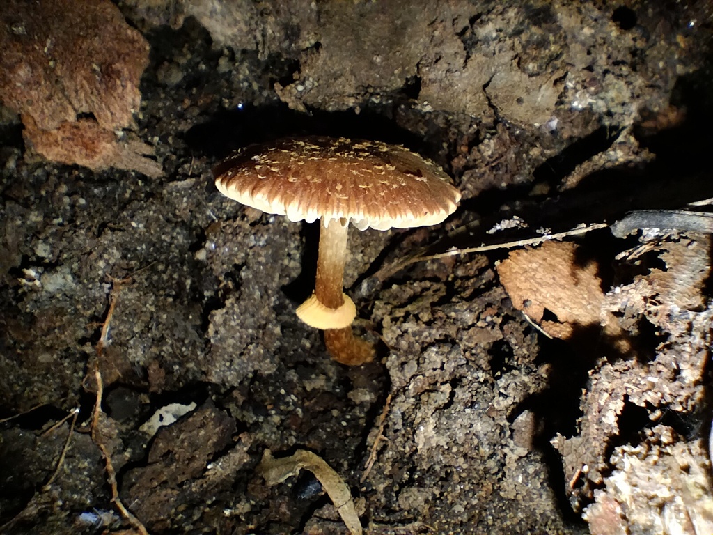 Descolea recedens from Sydney NSW, Australia on May 29, 2024 at 10:35 ...