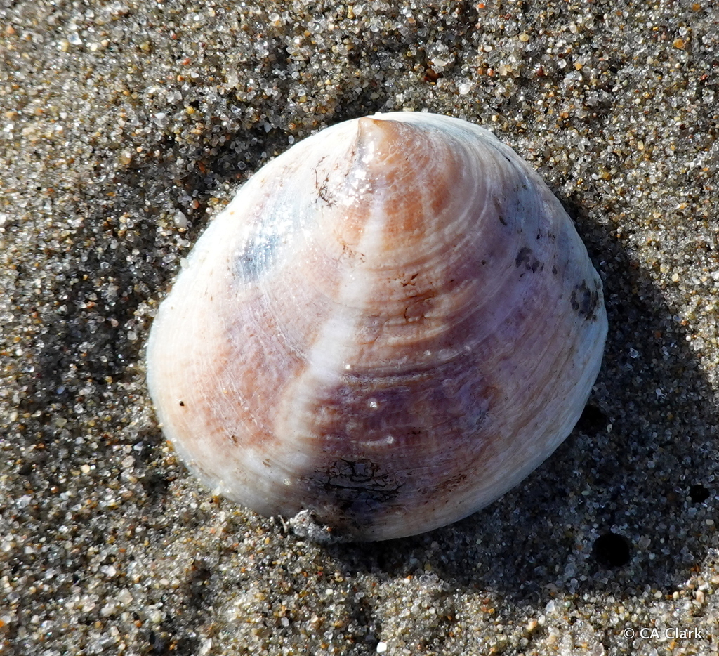 Pacific Half-slipper Snail (China Cove Organisms) · iNaturalist