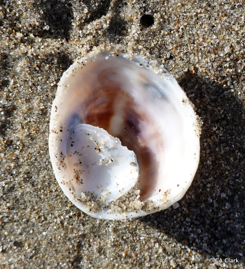 Pacific Half-slipper Snail (China Cove Organisms) · iNaturalist