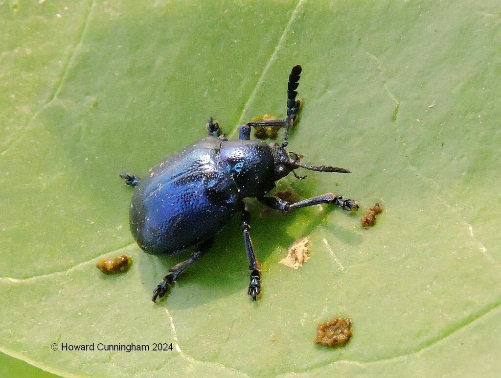 Beetles from Sam Phrao, Mueang Udon Thani District, Udon Thani 41000 ...