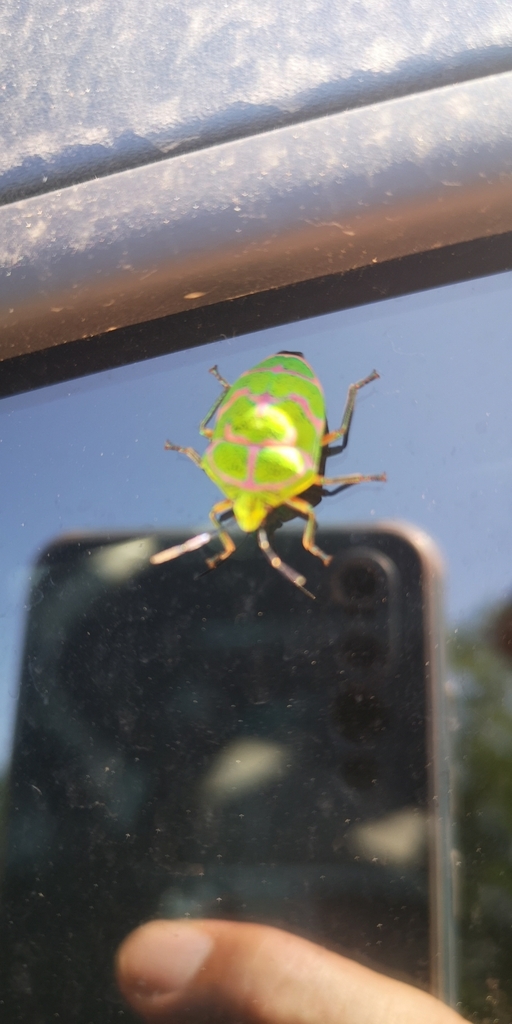 Clown Stink Bug from Beijing, Beijing, CN on June 1, 2024 at 02:38 PM ...
