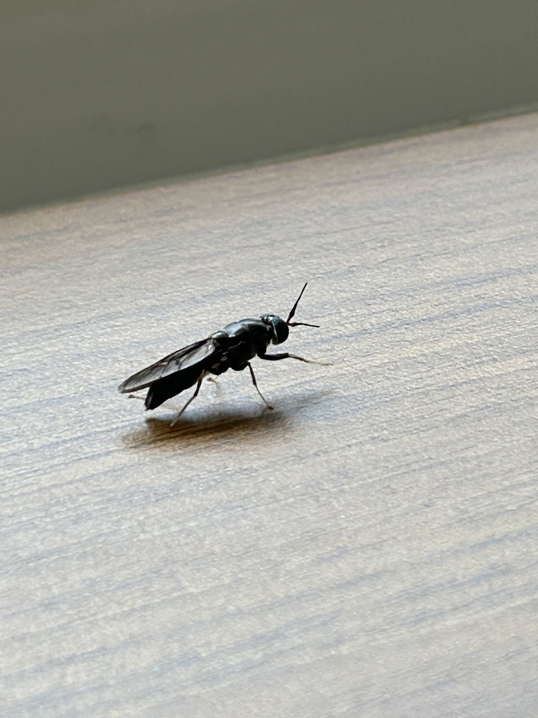Black Soldier Fly from 臺灣島, 東區, CYI, TW on May 29, 2024 at 12:42 PM by ...