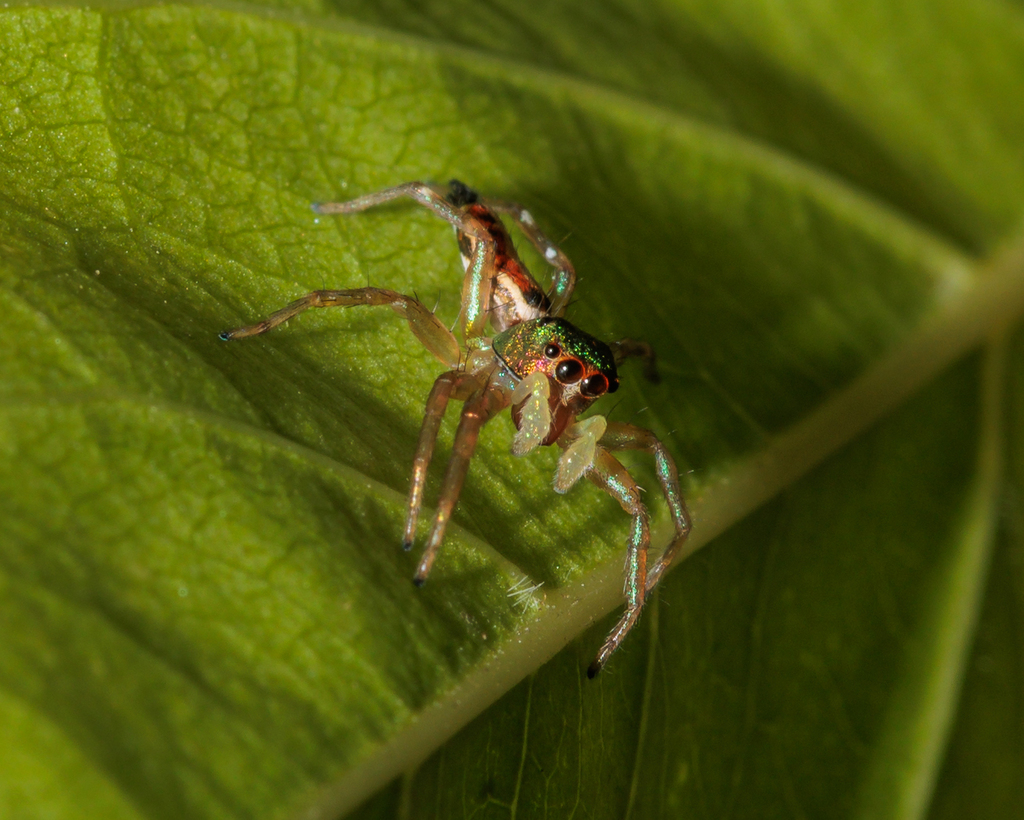 Iridescent Jumping Spiders from Nong Kaeo, Prachantakham District ...