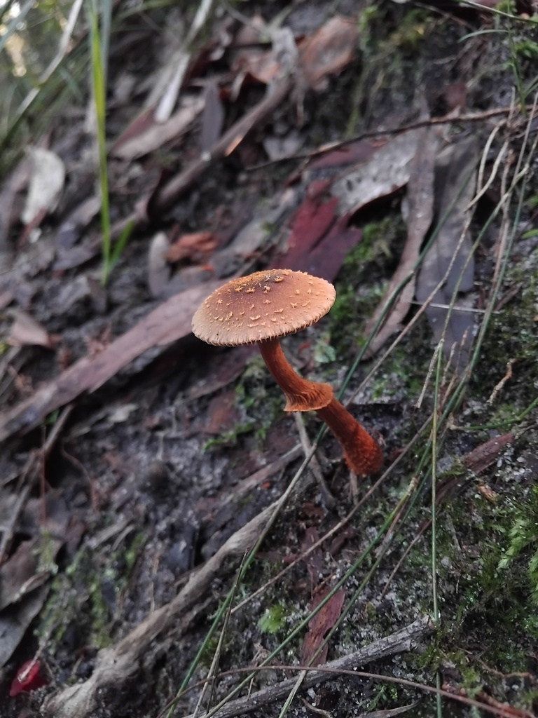 Descolea recedens from Sydney NSW, Australia on May 29, 2024 at 10:57 ...