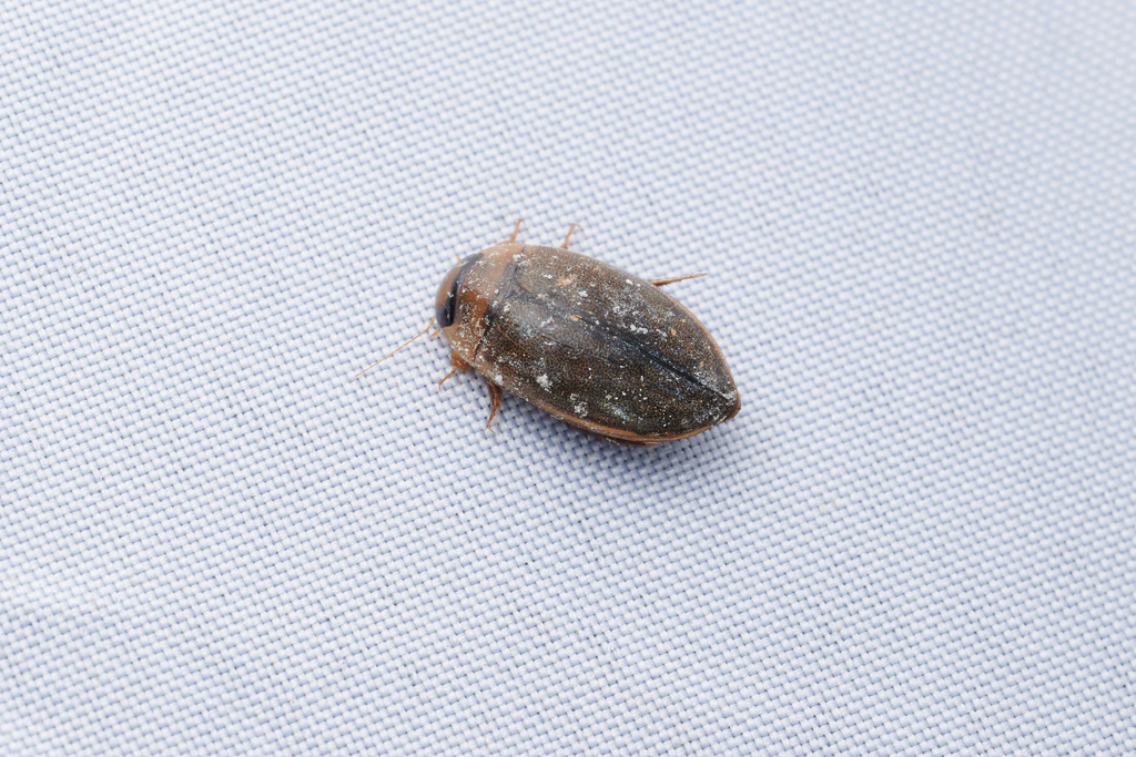 Hydaticus rhantoides from 中国浙江省湖州市长兴县 on August 10, 2023 at 07:52 PM by ...