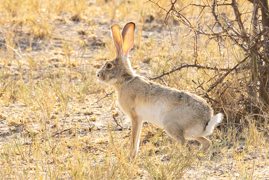 African Savannah Hare from Tutume, Botswana on October 6, 2023 at 04:10 ...