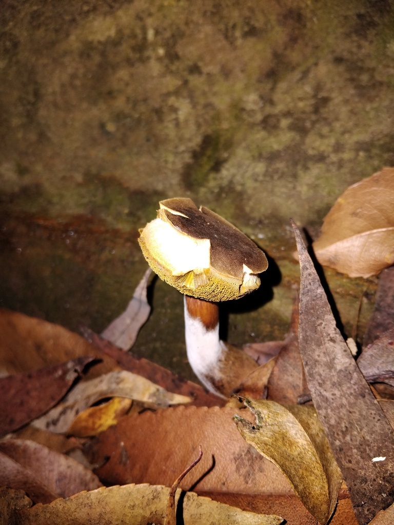 Boletellus from Sydney NSW, Australia on May 29, 2024 at 12:15 PM by ...
