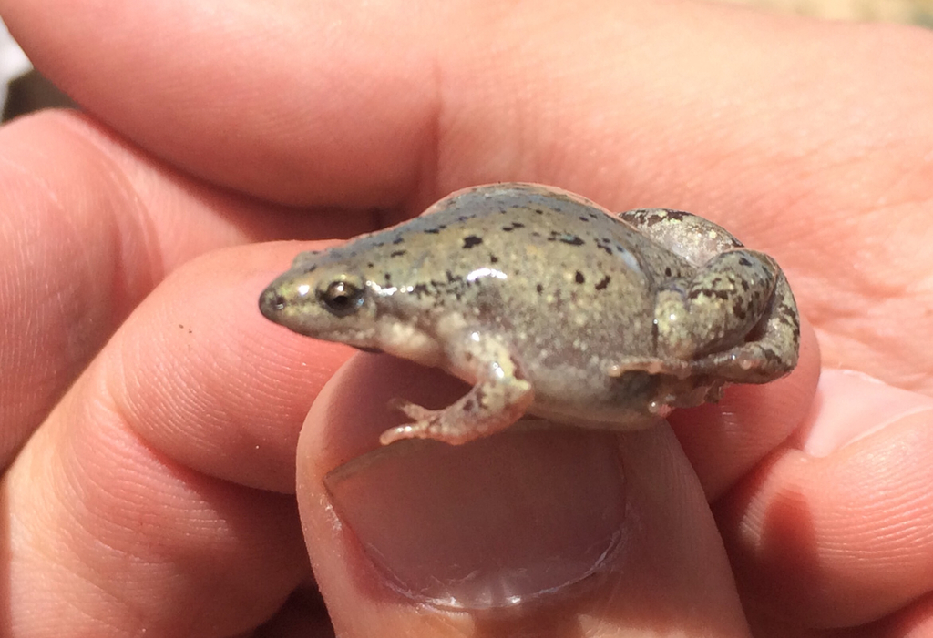 Western Narrow-mouthed Toad from 78834, Carrizo Springs, TX, US on June ...