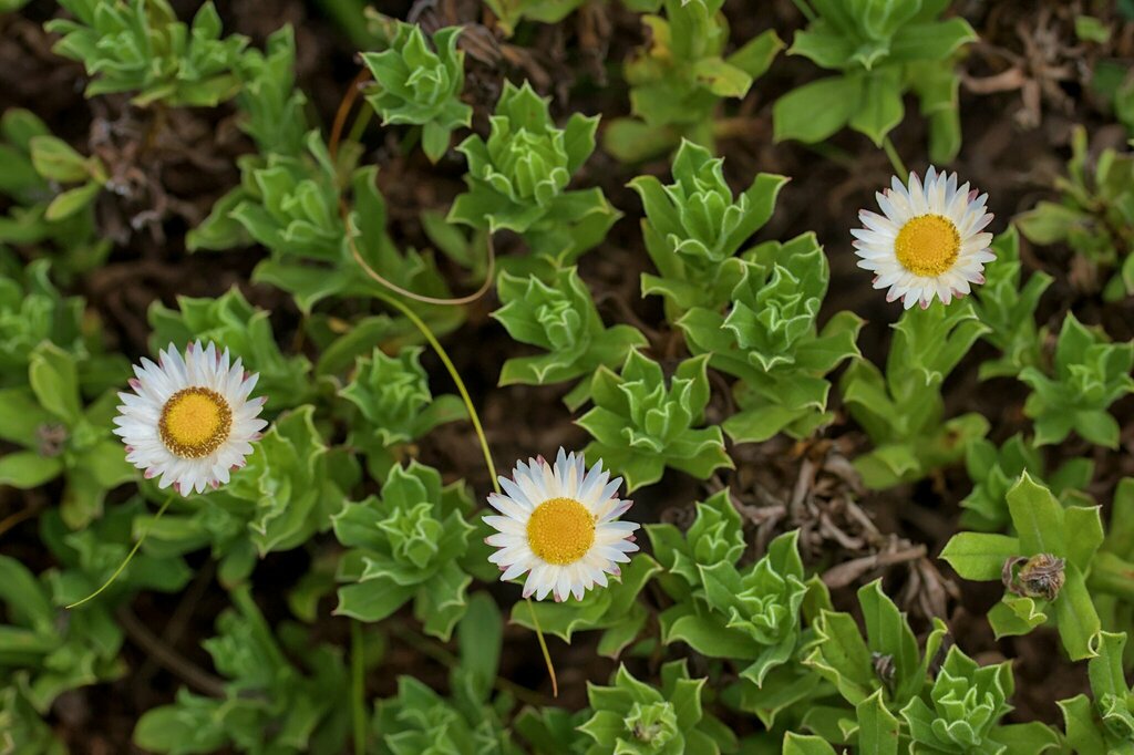 Helichrysum mariepscopicum from Blyde River Canyon Nature Reserve ...