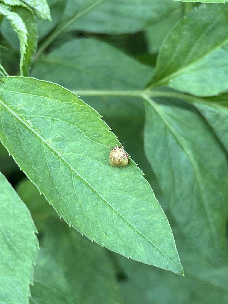 Kudzu Bug in May 2024 by Nakatada Wachi · iNaturalist