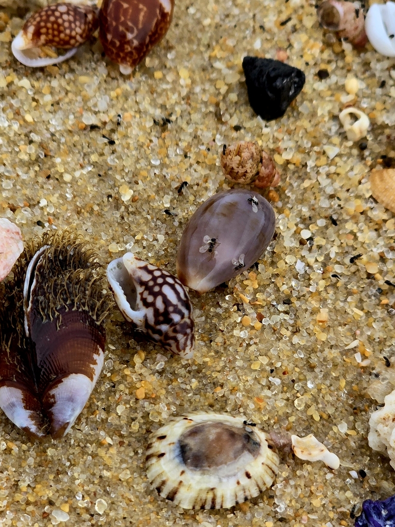 graceful cowrie from Point Cartwright Lighthouse on June 1, 2024 by ...
