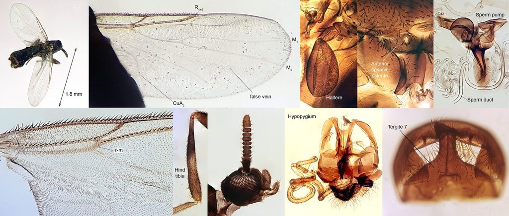 Coboldia fuscipes from Lausanne, Switzerland on November 15, 2020 at 09 ...