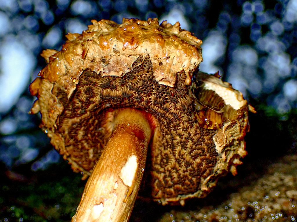 Boletellus ananiceps from Strickland State Forest, Somersby NSW ...