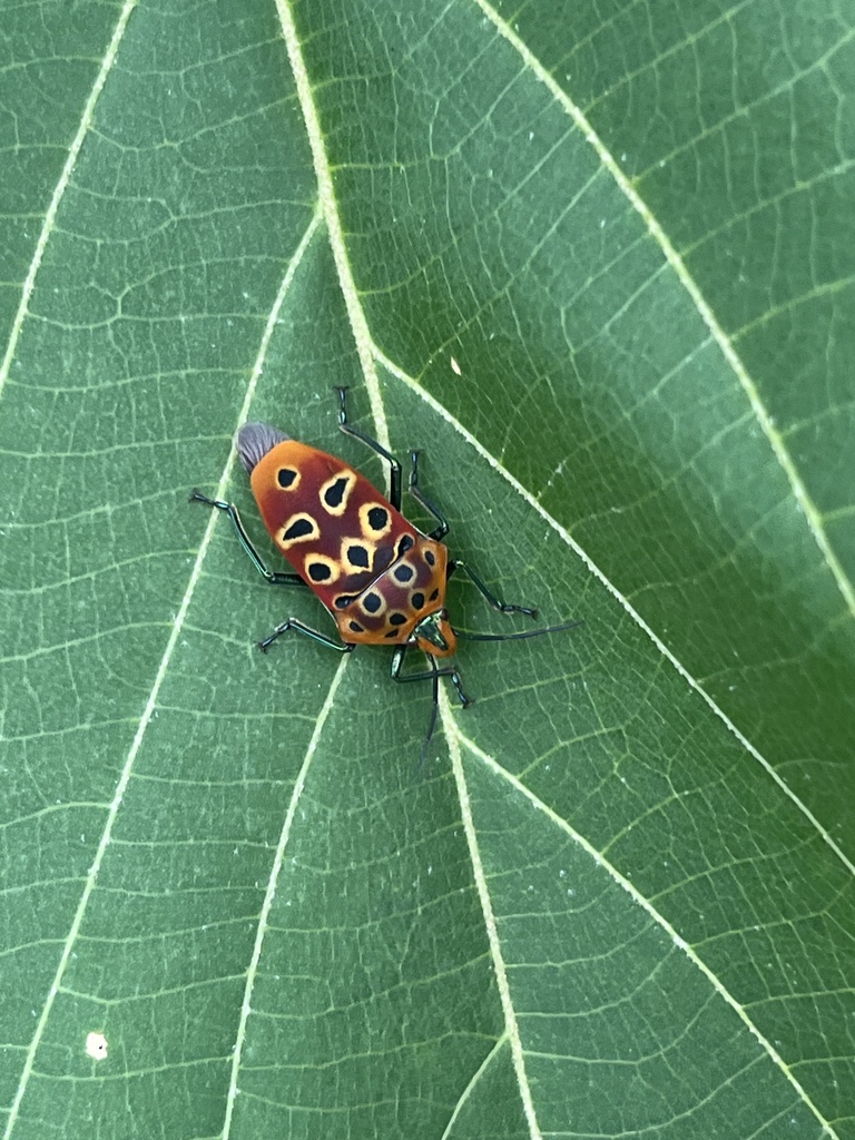 ocellated shield bug in May 2024 by Nakatada Wachi · iNaturalist