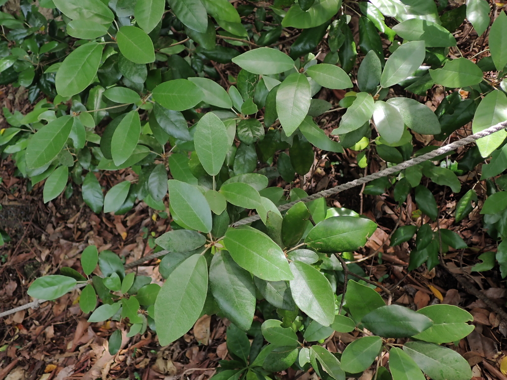 Croton cascarilloides from 813台灣高雄市左營區 on June 1, 2024 at 11:51 AM by ...