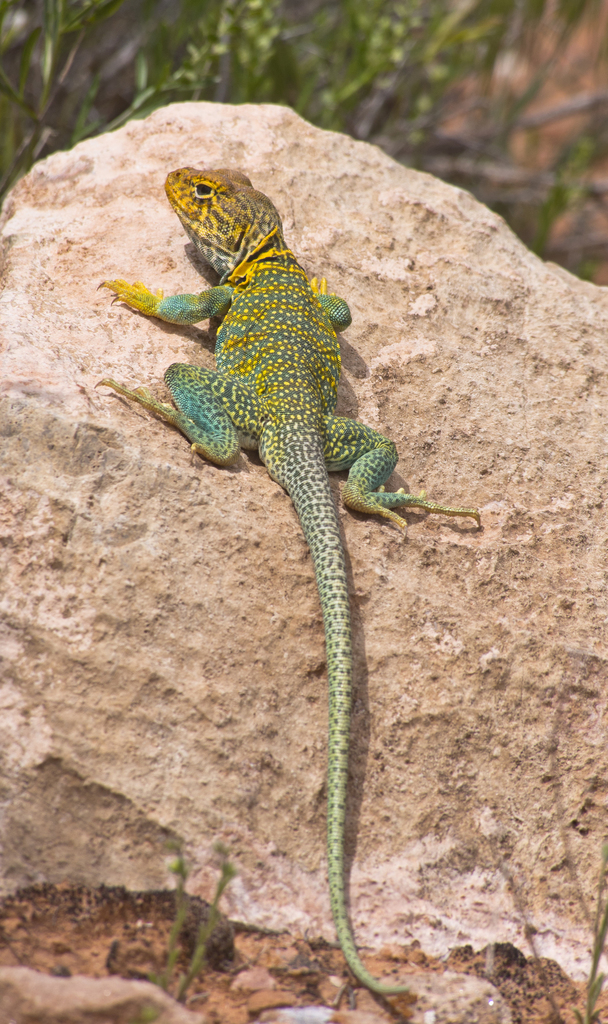 Eastern Collared Lizard from San Juan County, US-UT, US on May 9, 2019 ...