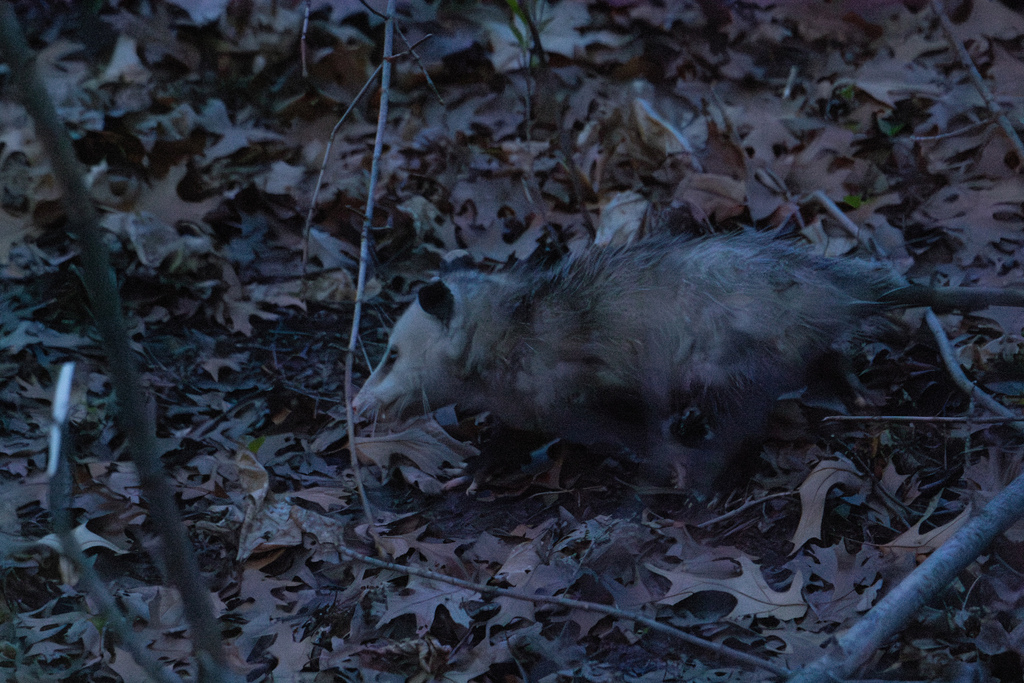 Virginia Opossum from High Park-Swansea, Toronto, ON, Canada on May 3 ...