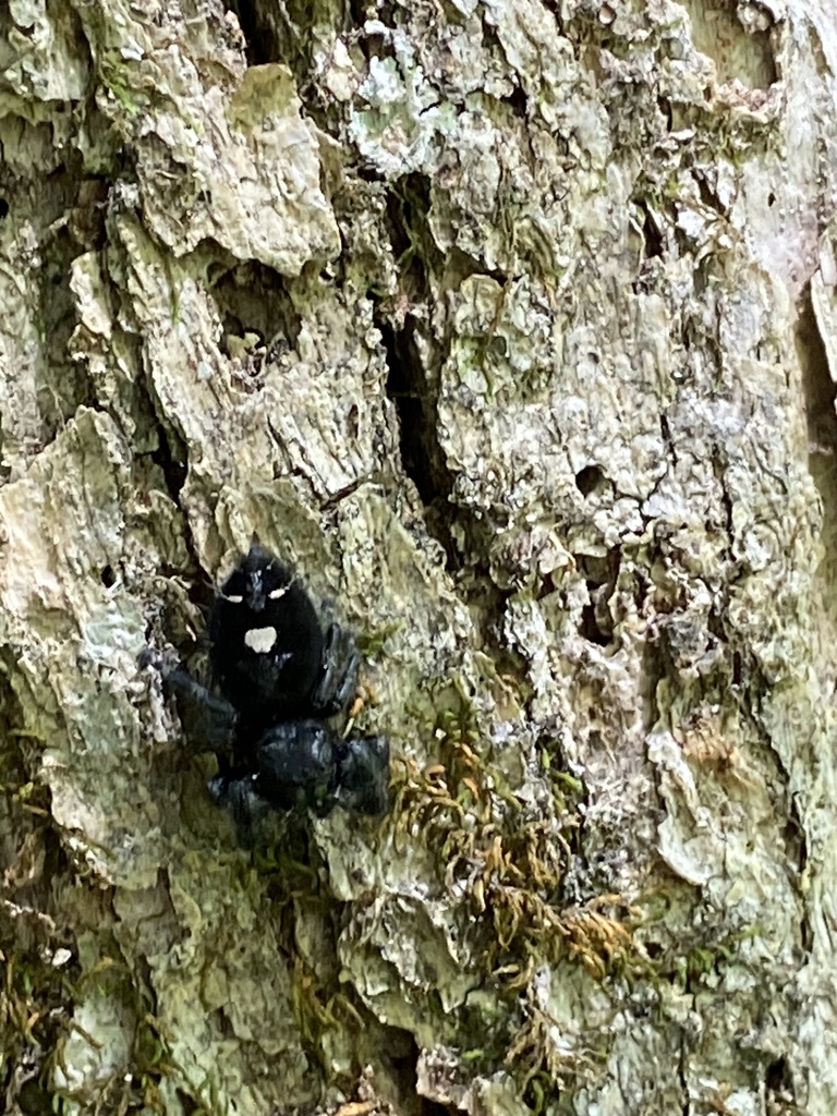 Bold Jumping Spider from Turkey Run State Park, Marshall, IN, US on May ...