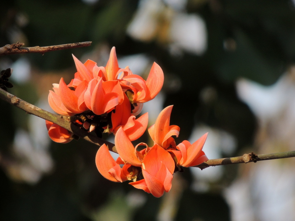 Flame Of The Forest (Butea monosperma) - Botanical Realm