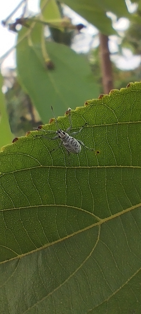 Sri Lanka Weevil from Karuvalur, Tamil Nadu 641670, India on June 1 ...