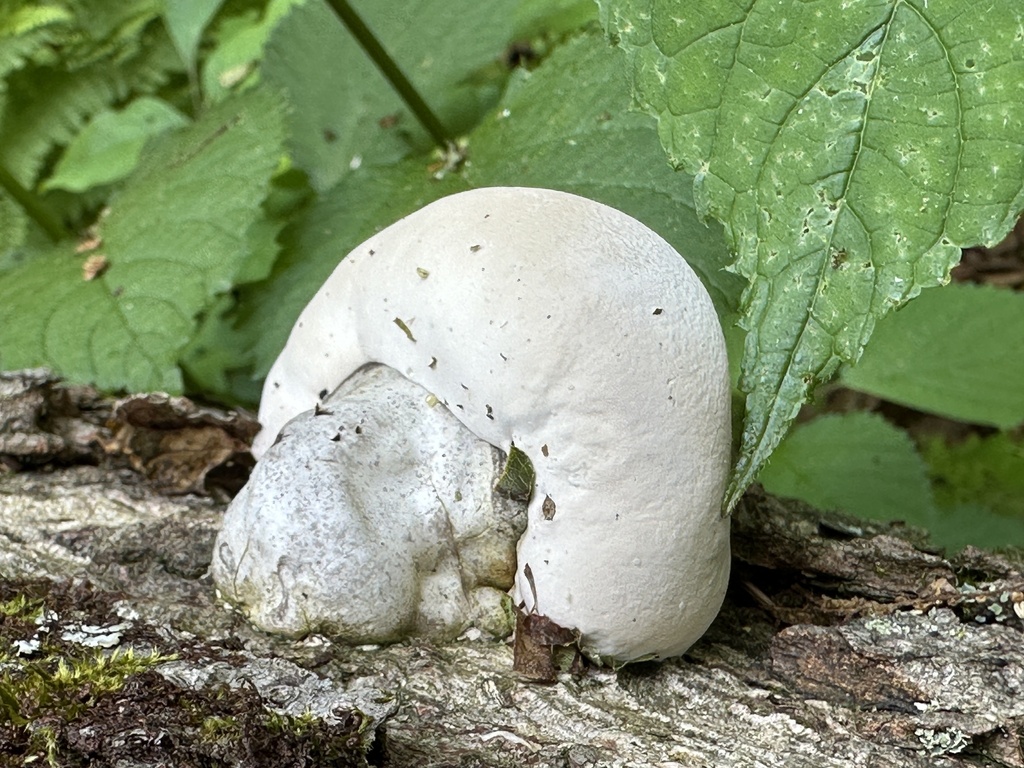 White Cheese Polypore from George Washington & Jefferson National ...