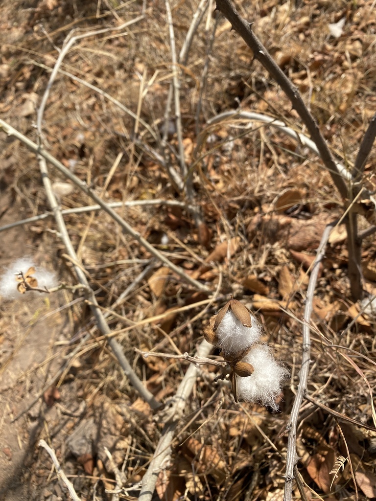 Wild Cotton from Polokwane Rural, Pietersburg, LP, ZA on June 1, 2024 ...