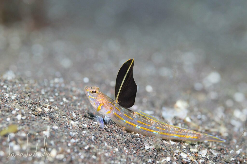 (Osopsaron formosense) - Marine Life Identification