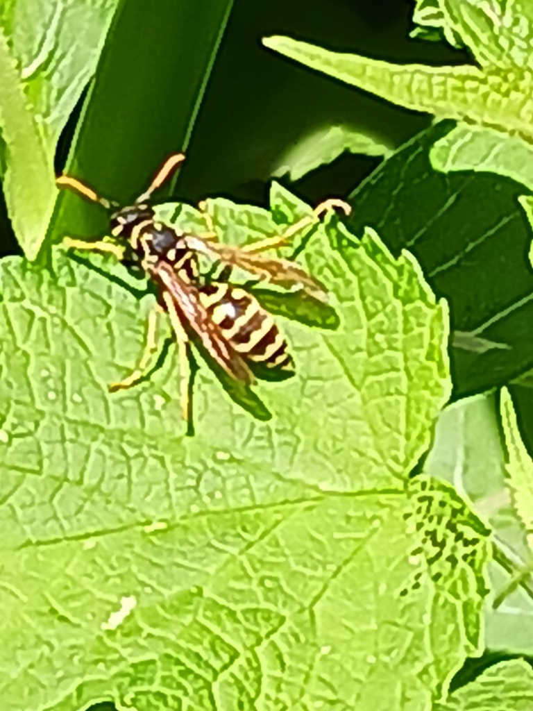 European Paper Wasp from Hackensack, NJ, USA on May 31, 2024 at 11:08 ...