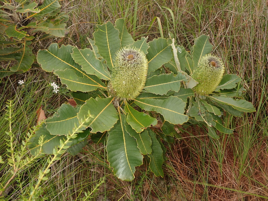 Swamp Banksia from Sunshine Coast QLD, Australia on June 1, 2024 at 12: ...