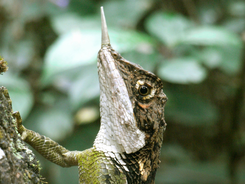 Rhino Horn Lizard in December 2012 by george_seagull. Horton Plains NP ...
