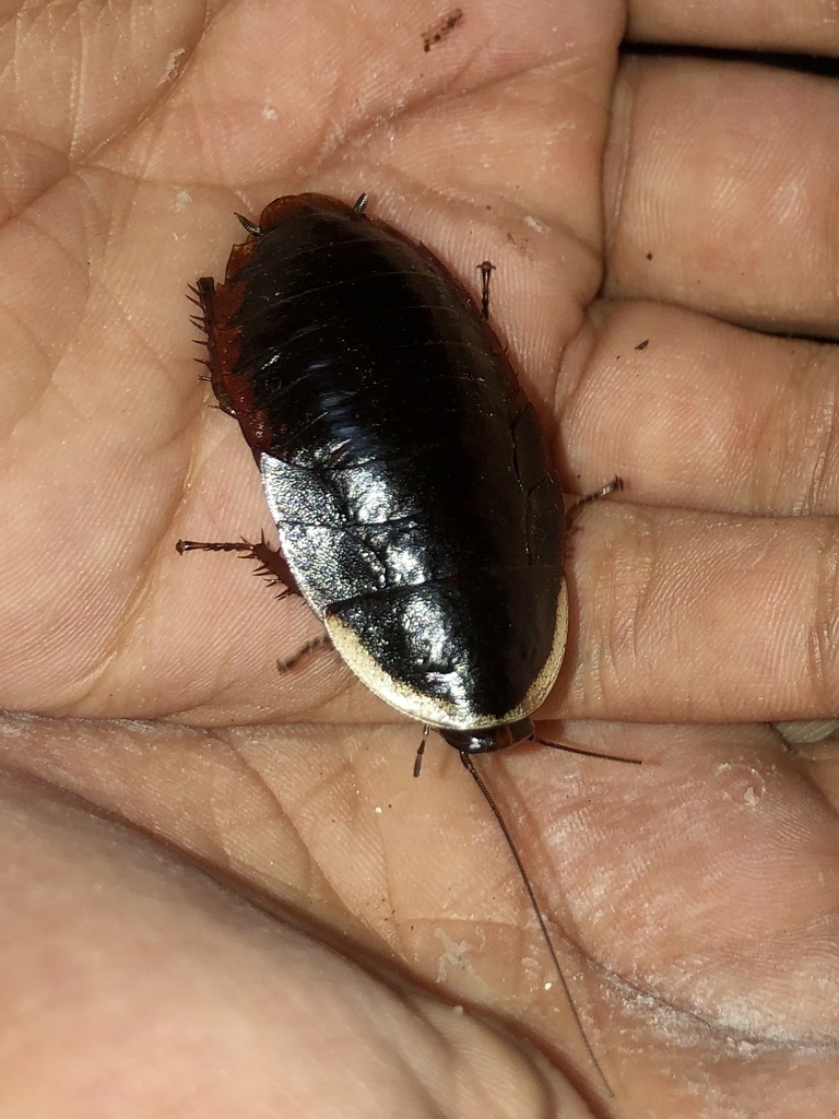 Amphibious Litter Cockroach from Tawarahoncho, Atami, Préfecture de ...
