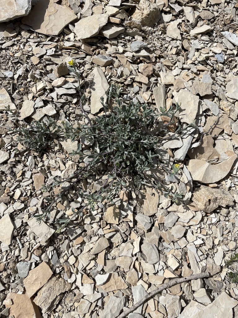 Piceance Bladderpod from Rangely, CO, US on May 28, 2024 at 03:47 PM by ...
