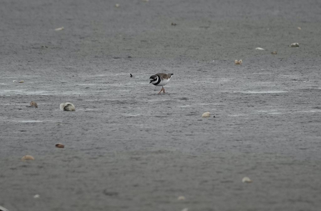 Common Ringed Plover from Fire Island, NY, USA on August 24, 2023 at 07 ...