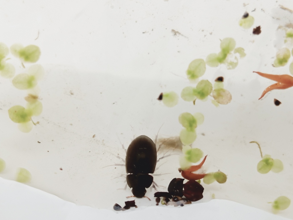 Hydrobius from Heckfordbridge, Colchester, UK on June 1, 2024 at 11:30 ...