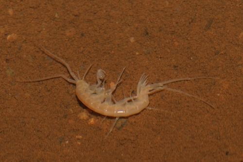 Niphargus ladmiraulti · iNaturalist