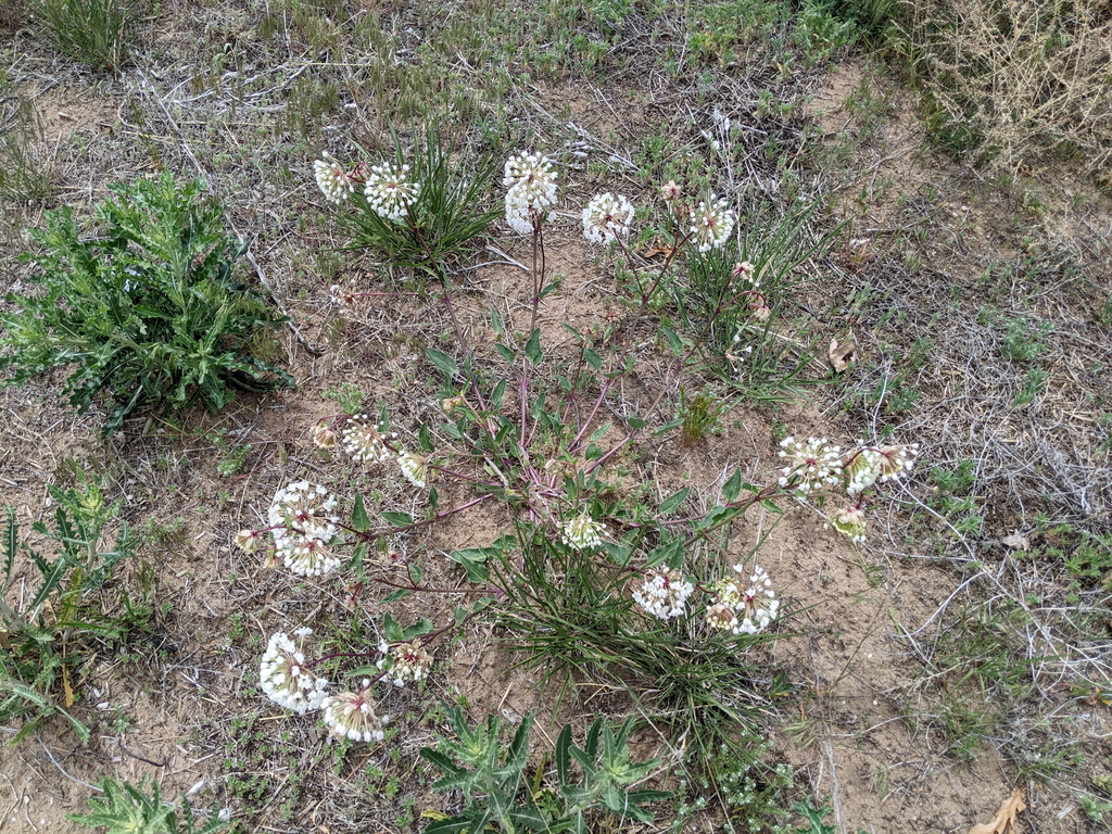 Snowball Sand Verbena from Gateway, Denver, CO, USA on May 29, 2024 at ...