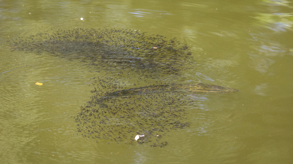 Northern Snakehead from 中国北京市海淀区 on June 1, 2024 at 02:10 PM by ...
