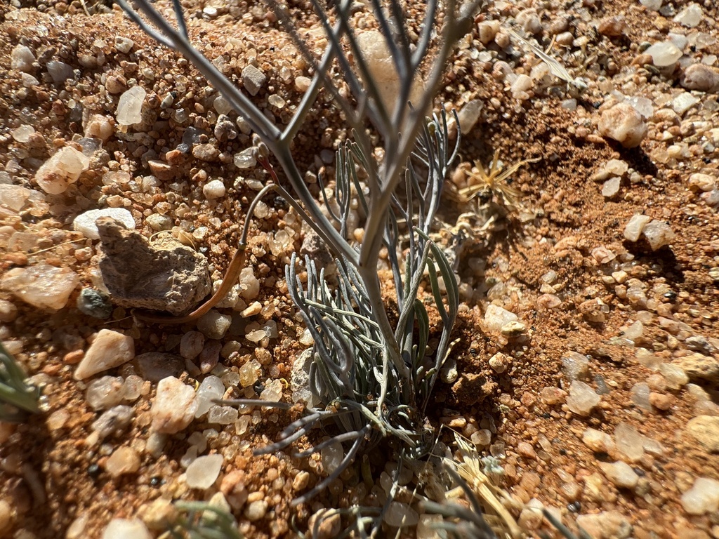 Heliophila deserticola deserticola from Vioolsdrift, Springbok, NC, ZA ...